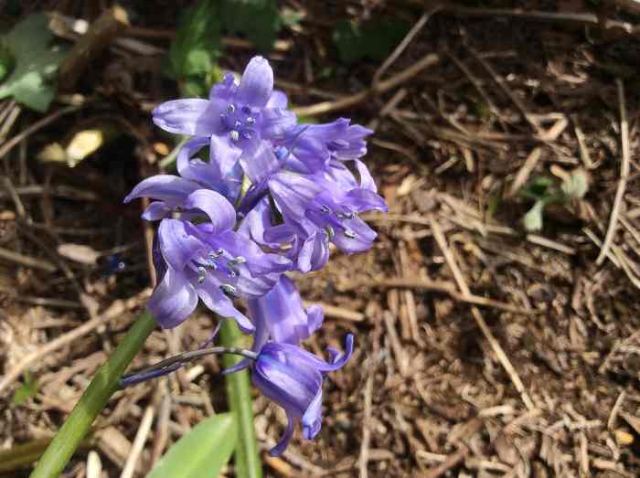 English and Spanish Bluebells: Features, Facts, and Problems - Owlcation