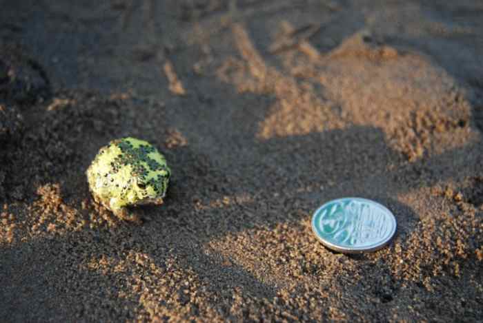 The Strange Crucifix Frog or Holy Cross Toad: Amphibian Facts - Owlcation