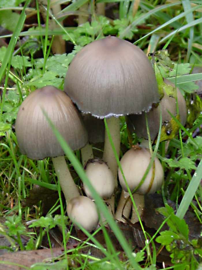 Shaggy Manes and Inky Caps: Mushrooms, Uses, and Health Effects - Owlcation