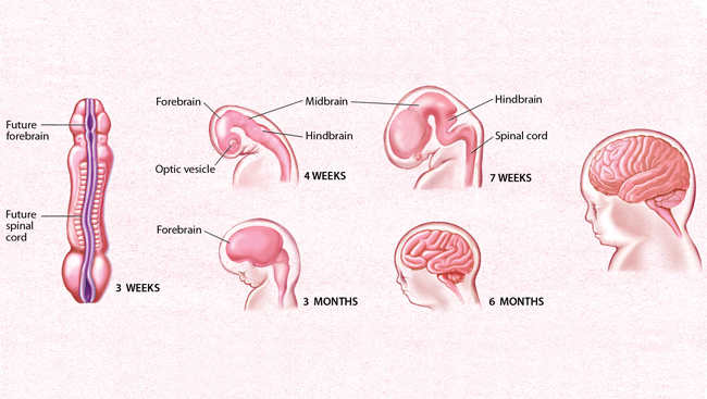The Influence of the Nervous System on Human Behavior - Owlcation