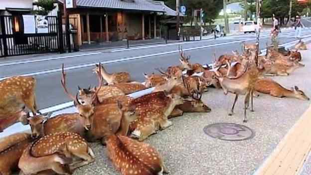 The 10 Most Adorable Japanese Animals Ever! - Owlcation