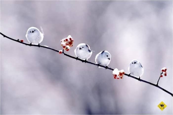 The 10 Most Adorable Japanese Animals Ever! - Owlcation