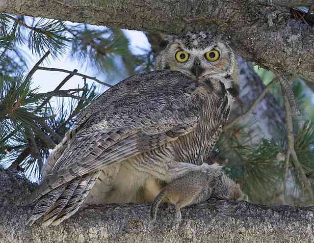 The Great Horned Owl: A Magnificent Avian Apex Predator - Owlcation