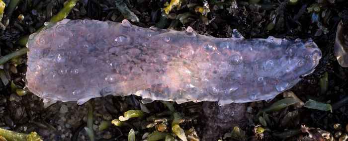 Tunicate Facts: Ascidians and Bioluminescent Pyrosomes - Owlcation