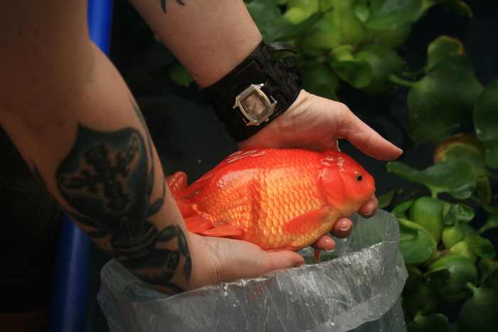 Goldfish: Interesting and Surprising Facts About a Popular Pet - Owlcation