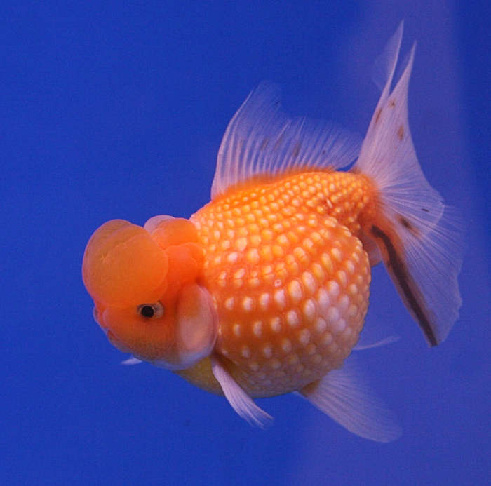 Goldfish: Interesting and Surprising Facts About a Popular Pet - Owlcation