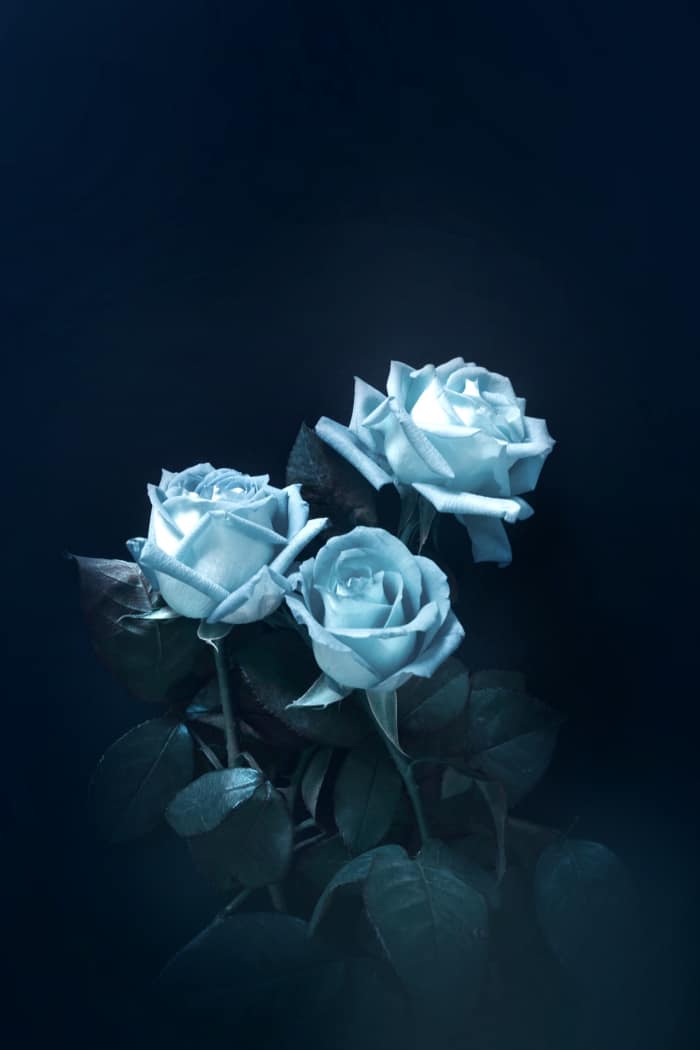 The Legend of the Blue Rose - HubPages