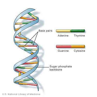 Biology Basics: Genes & Cells - HubPages