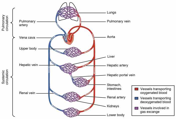 Interstitial Fluid and the Interstitium: Formation and Function - Owlcation