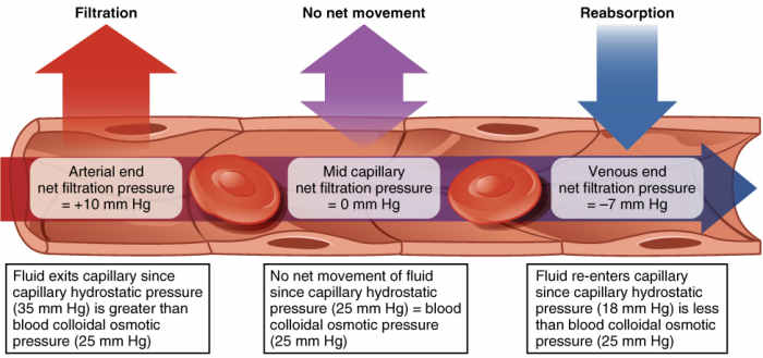 Interstitial Fluid and the Interstitium: Formation and Function - Owlcation