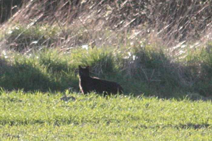 Alien Big Cats: The Beast of Bodmin Moor and the Beast of Buchan - HubPages