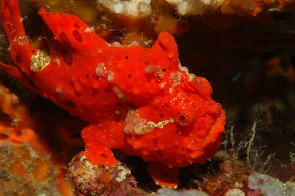 Top 10 Weirdest Deep-Sea Creatures - HubPages