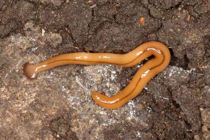 Hammerhead Flatworms: Interesting and Unusual Planarians - Owlcation