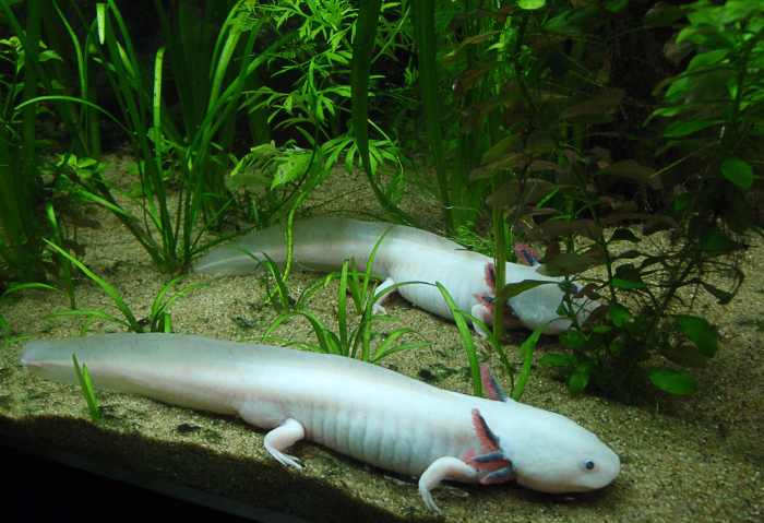 The Endangered Axolotl and Its Powers of Regeneration - Owlcation