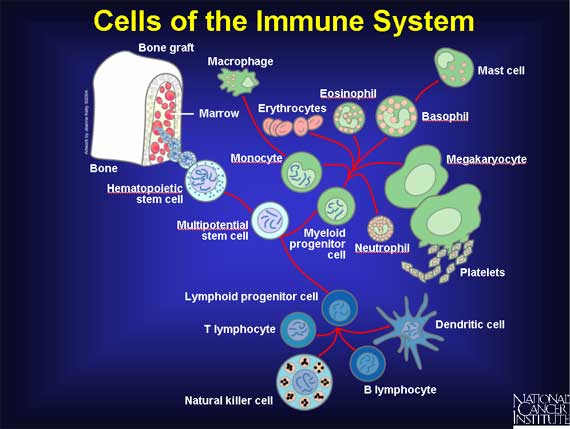 An Introduction to Your Immune System - HubPages