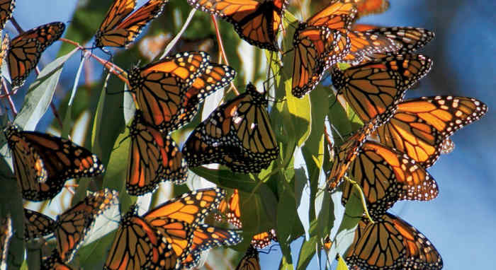 How Do Insects Survive Winter? - HubPages