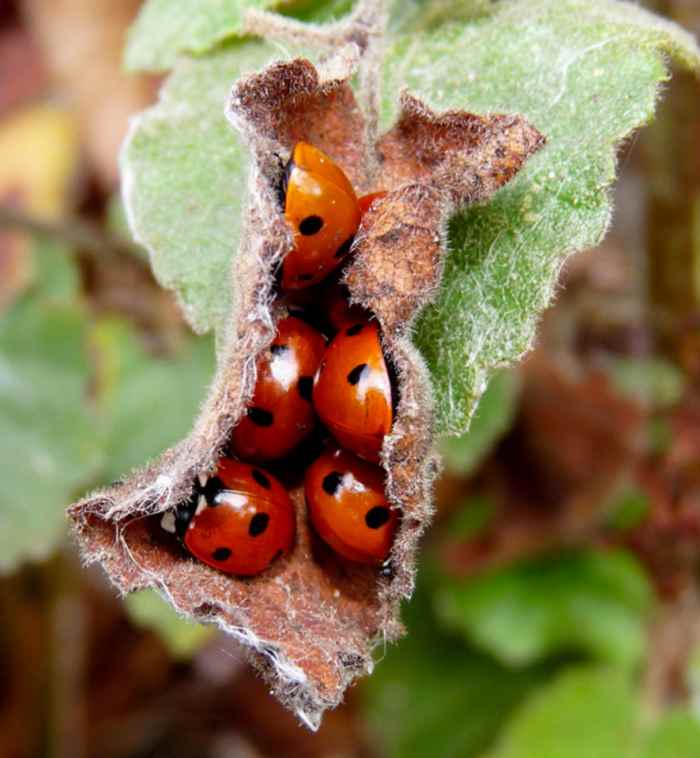 How Do Insects Survive Winter? - HubPages