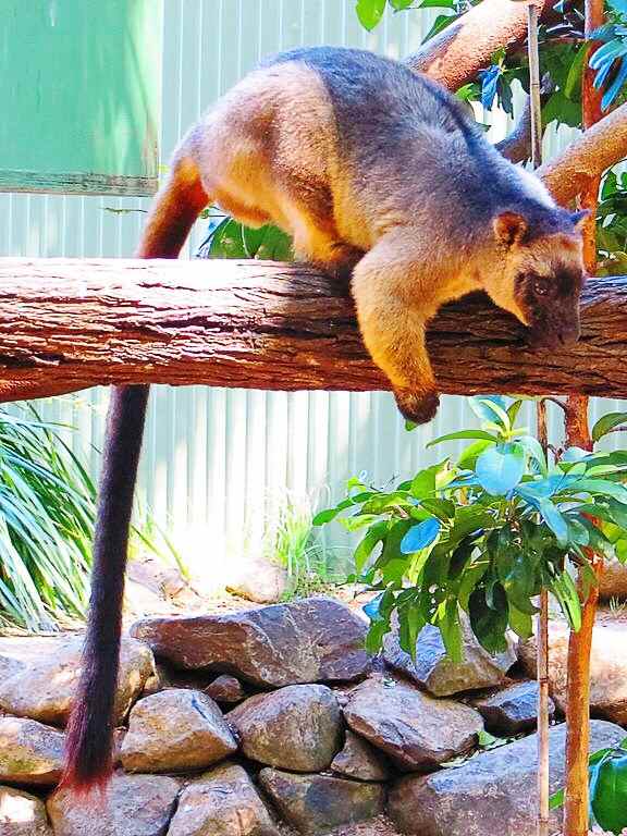 40 Facts About Lumholtz's Tree Kangaroos: Unusual Marsupials - Owlcation