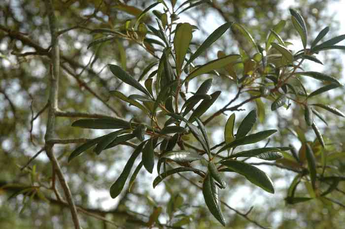 Crypt-Keeper Wasp: An Interesting Hyperparasite - Owlcation