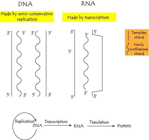 The Differences Between DNA and RNA Explained With Diagrams - Owlcation
