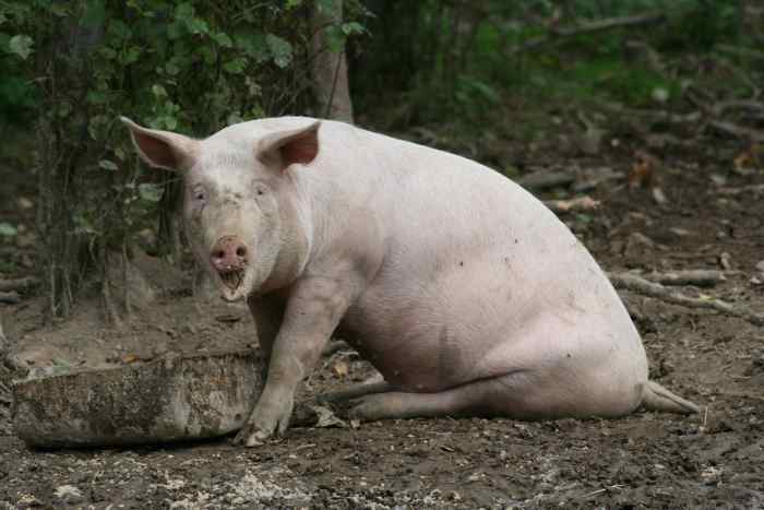 Characteristics of Subversive Literature - Owlcation