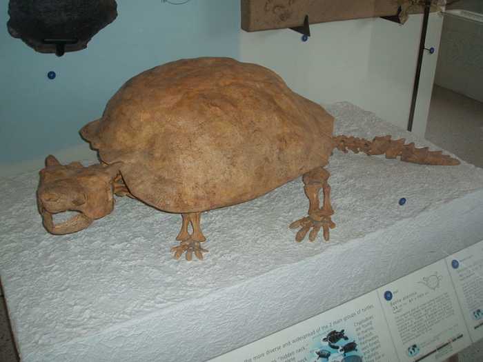 The Australian Megafauna - Owlcation