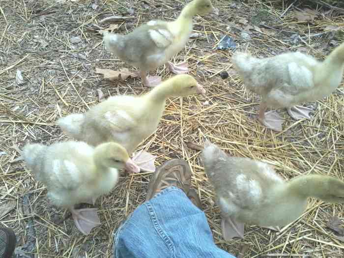 How to Raise Baby Geese and Care for Your Flock - HubPages