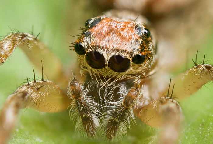 How Many Eyes Does a Spider Have? What Do Spider Eyes Look Like ...