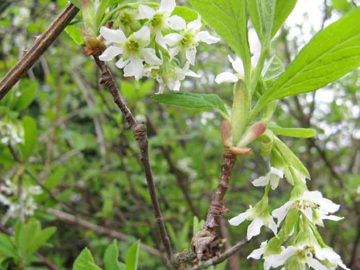 8 Lovely B.C. Plants That Flower in Spring: Photos and Facts - Owlcation