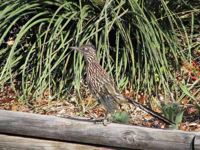 Real Roadrunner Video and Facts for Kids - HubPages