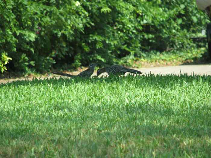 Real Roadrunner Video and Facts for Kids - HubPages