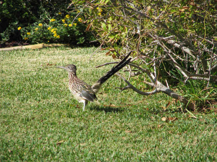 Real Roadrunner Video and Facts for Kids - HubPages