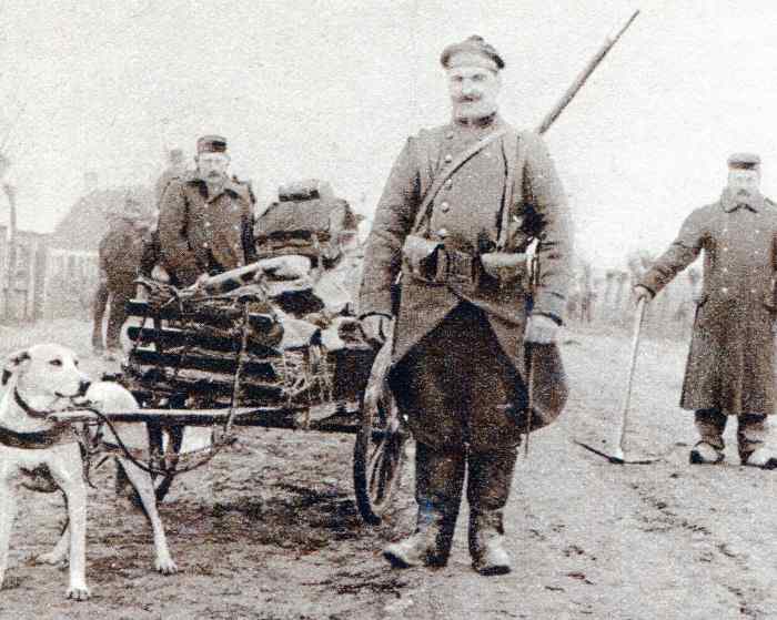 War-Dogs of First World War (WWI, First Great European War) 1914-1918 ...