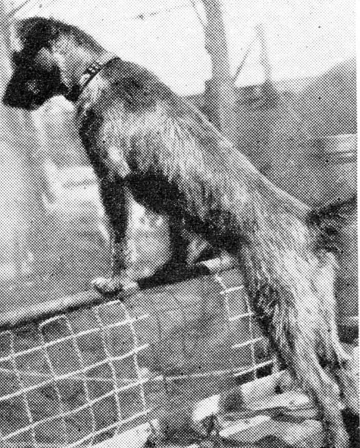 War-Dogs of First World War (WWI, First Great European War) 1914-1918 ...