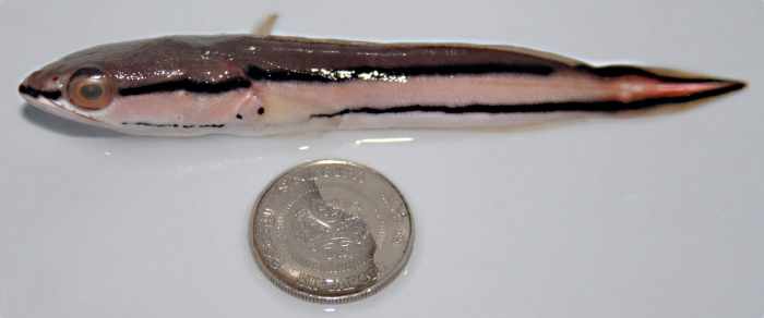 Snakehead Fish: Invasive Predators in North America - Owlcation