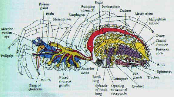 How Spiders Breathe - Owlcation