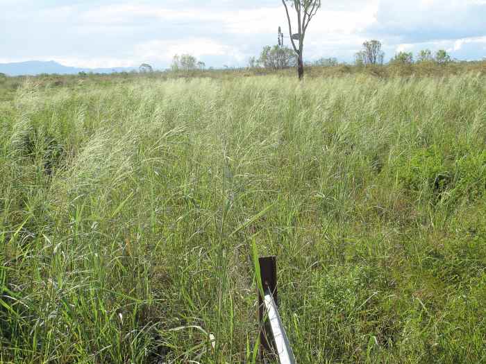 Crop Wild Relatives for Genetic Diversity and Food Security - Owlcation