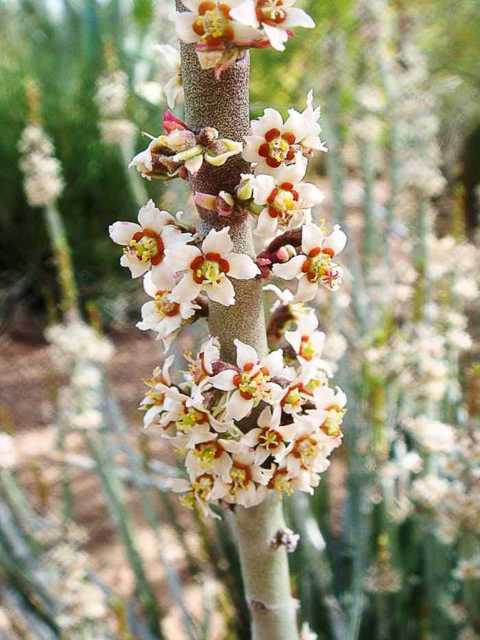 Carnauba Palms and Candelilla Shrubs: Plants and Their Wax - Owlcation