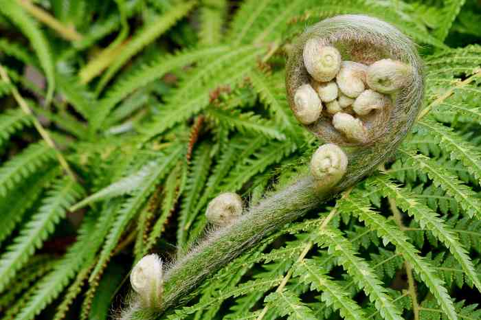 Facts About Ferns and the Western Sword Fern - Owlcation