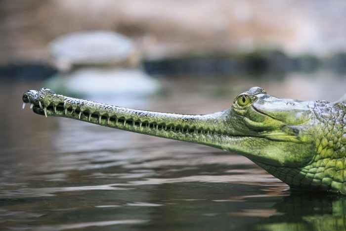 40 Interesting Gharial Facts: Weird Crocodile Relatives - Owlcation