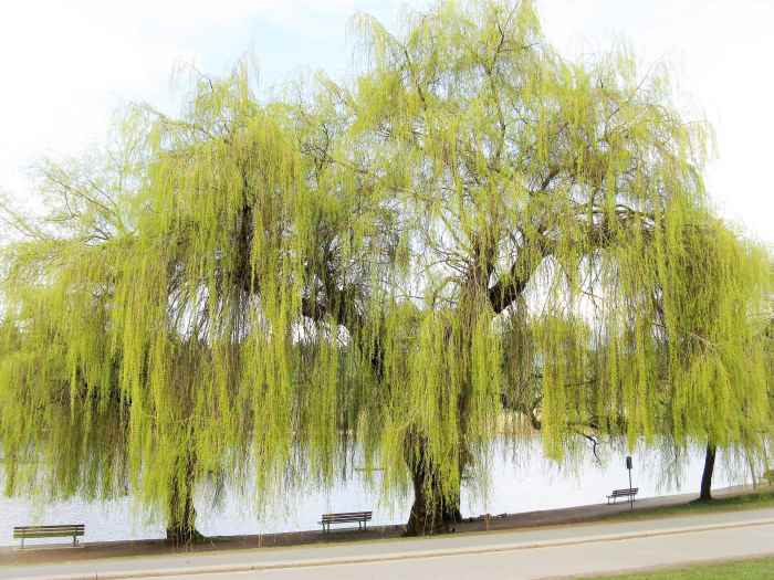 What Are Two Types Of Trees In Addition To Willows That Are Memebers