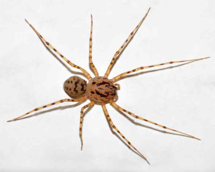 Webless Spiders: How They Trap Their Prey Without Webs - HubPages