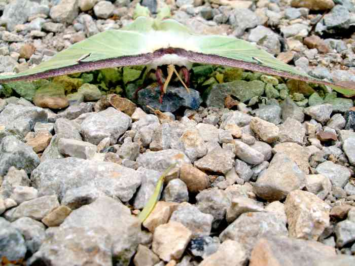 Some Interesting Facts About the Luna Moth in the U.S. - Owlcation