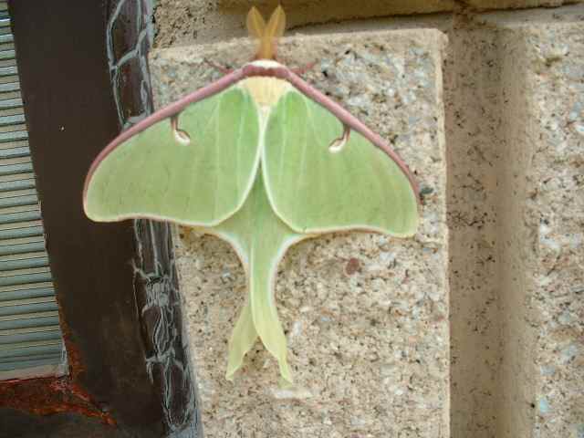 Some Interesting Facts About the Luna Moth in the U.S. - Owlcation