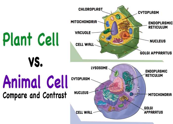 Compare and Contrast: Chloroplasts and Mitochondria - Owlcation