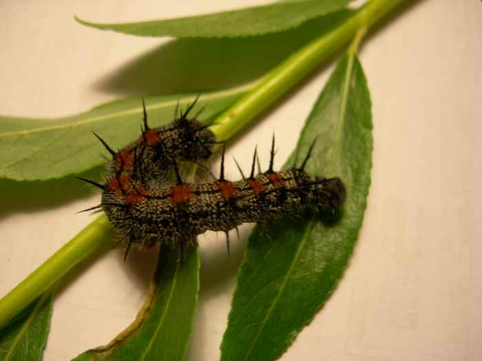 The Lifecycle of the Mourning Cloak Caterpillar to a Butterfly - Owlcation
