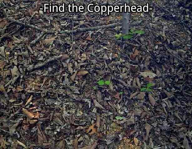 The Copperhead: A Venomous American Pit Viper - Owlcation