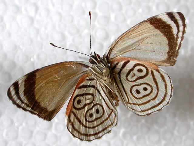 On Gossamer Wings: The Beauty of Butterflies and Moths - HubPages