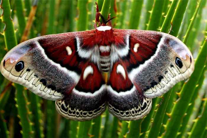 On Gossamer Wings: The Beauty of Butterflies and Moths - HubPages