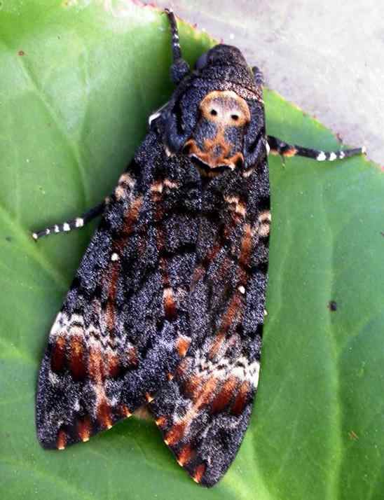 On Gossamer Wings: The Beauty of Butterflies and Moths - HubPages